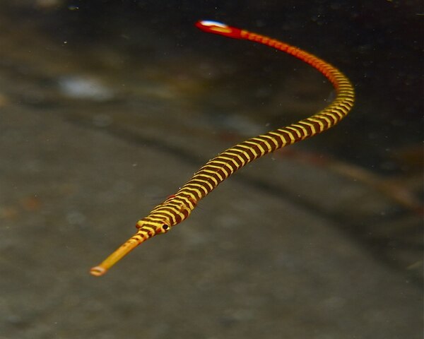 Yellow Pipe Fish (SYNGNATHUS SPECCIS YELLOW) – Aqua Life