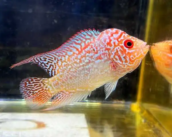 Golden base – Aqua Life